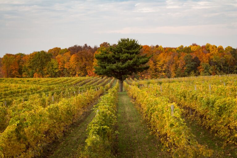 About – South River Vineyard